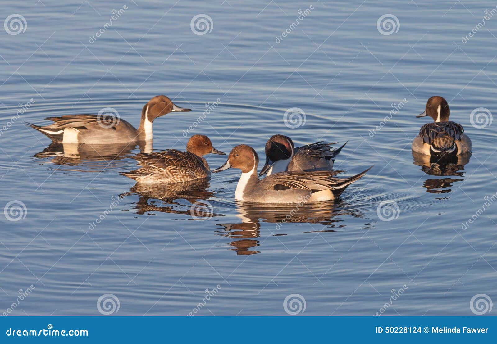 Codoni nordici fotografia stock. Immagine di disordine - 50228124