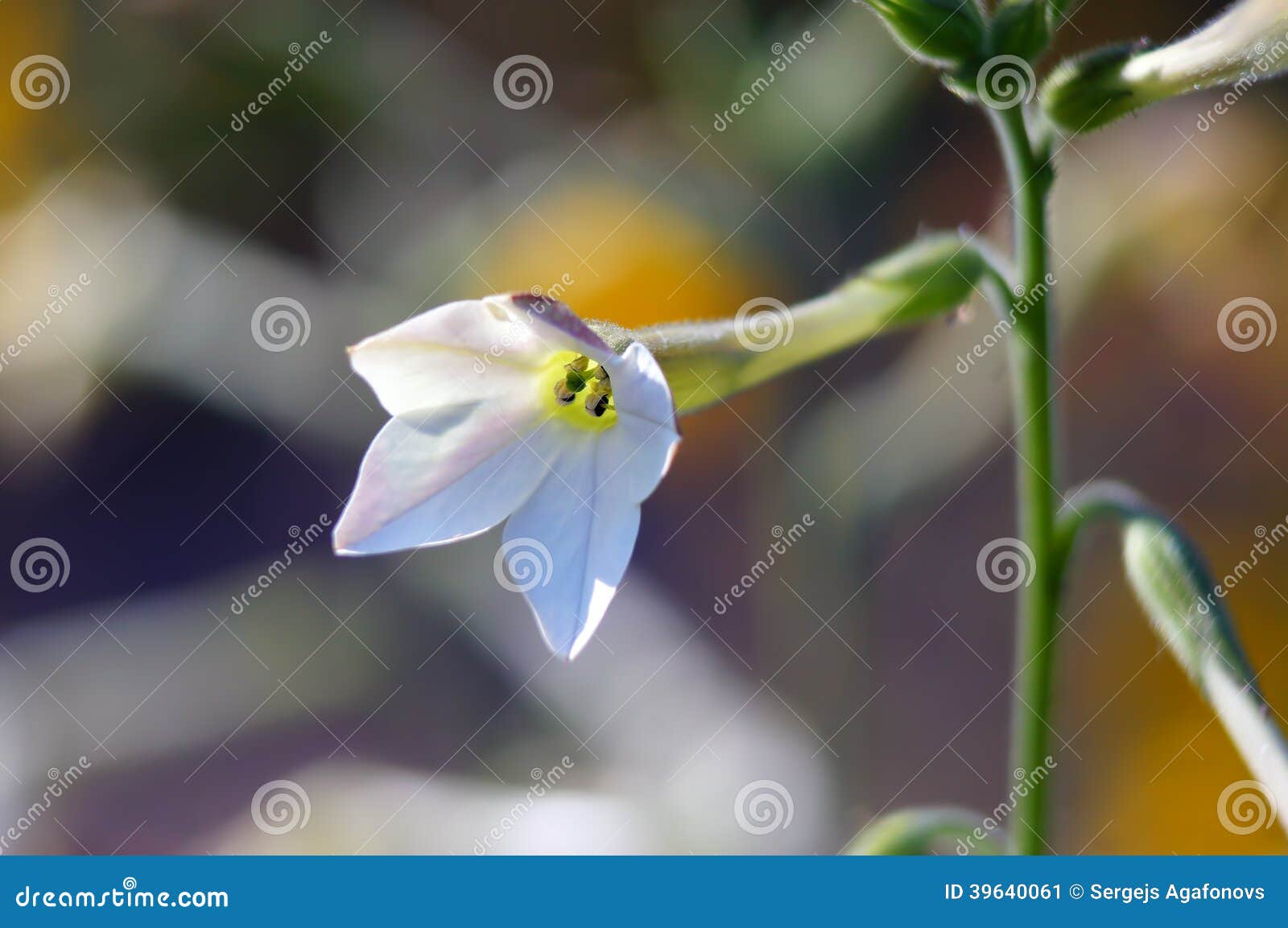 Codonopsis Flower Close-up. Stock Image - Image of living, organism ...