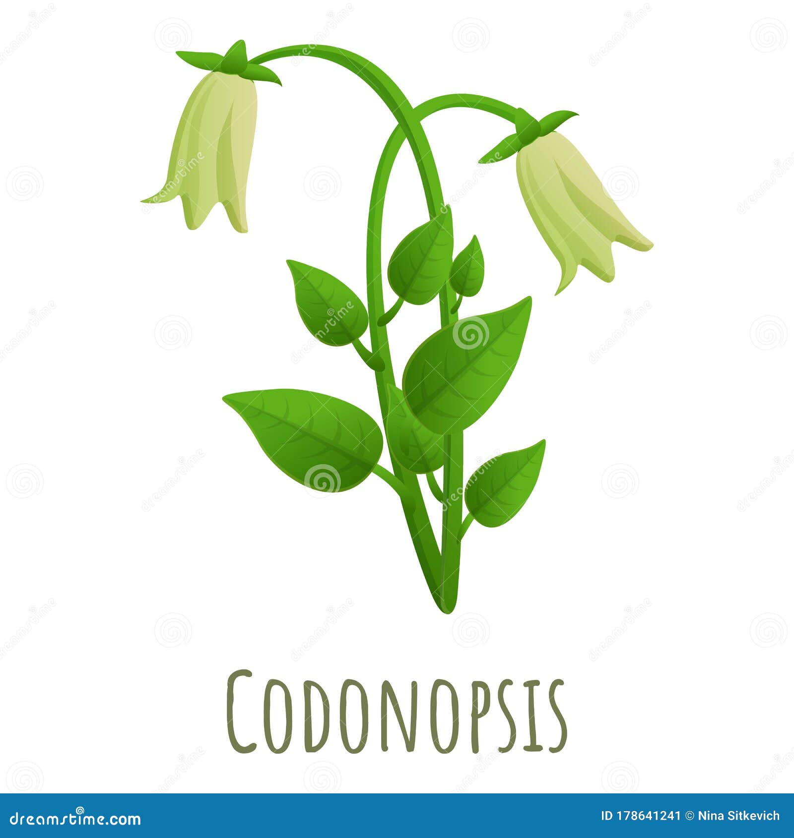 Codonopsis Pilosula, Or Dang Shen, Or Poor Man S Ginseng. Medicinal ...