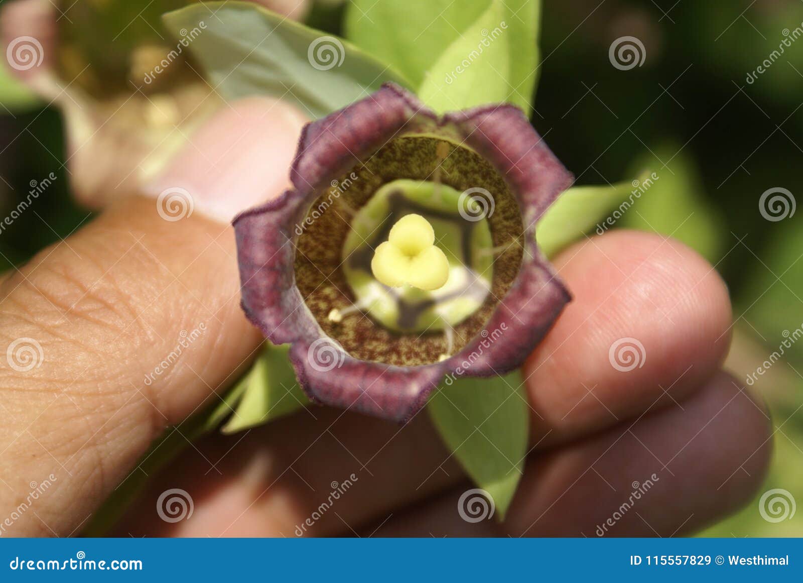 Codonopsis Lanceolata, Also Called Deodeok or Lance Asiabell Stock ...