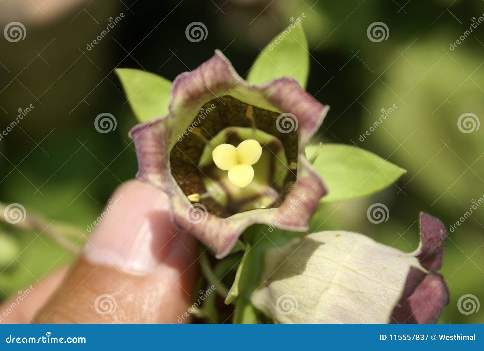 Codonopsis Lanceolata, Also Called Deodeok or Lance Asiabell Stock ...