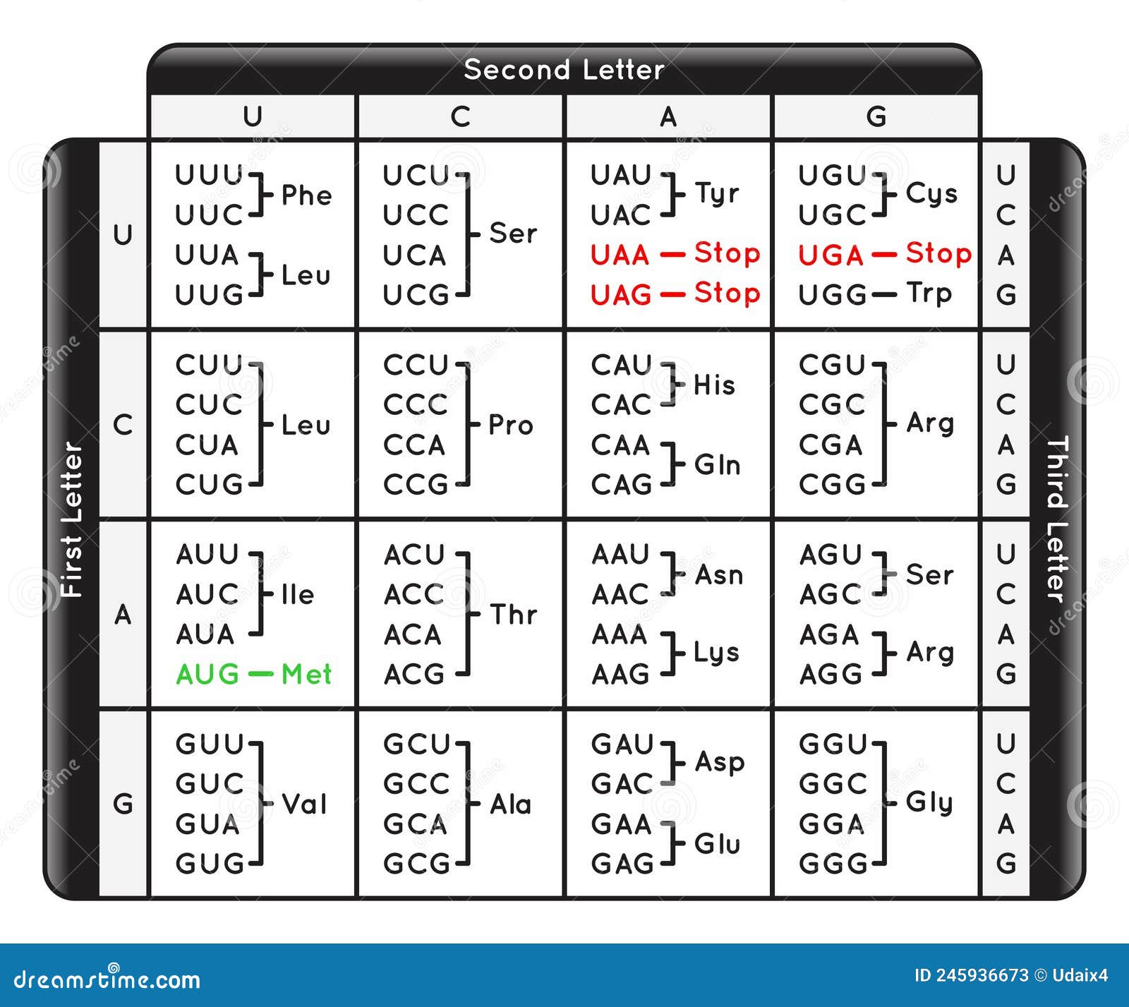 Codons De Genetische Code Van Het Menselijk Infografisch Schema Vector Illustratie