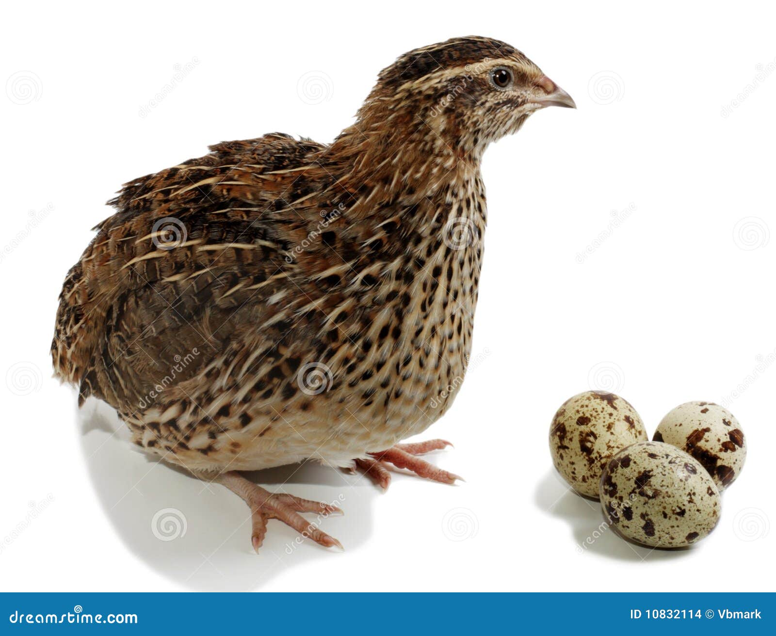 Codornices Imagenes de archivo - Imagen: 10832114