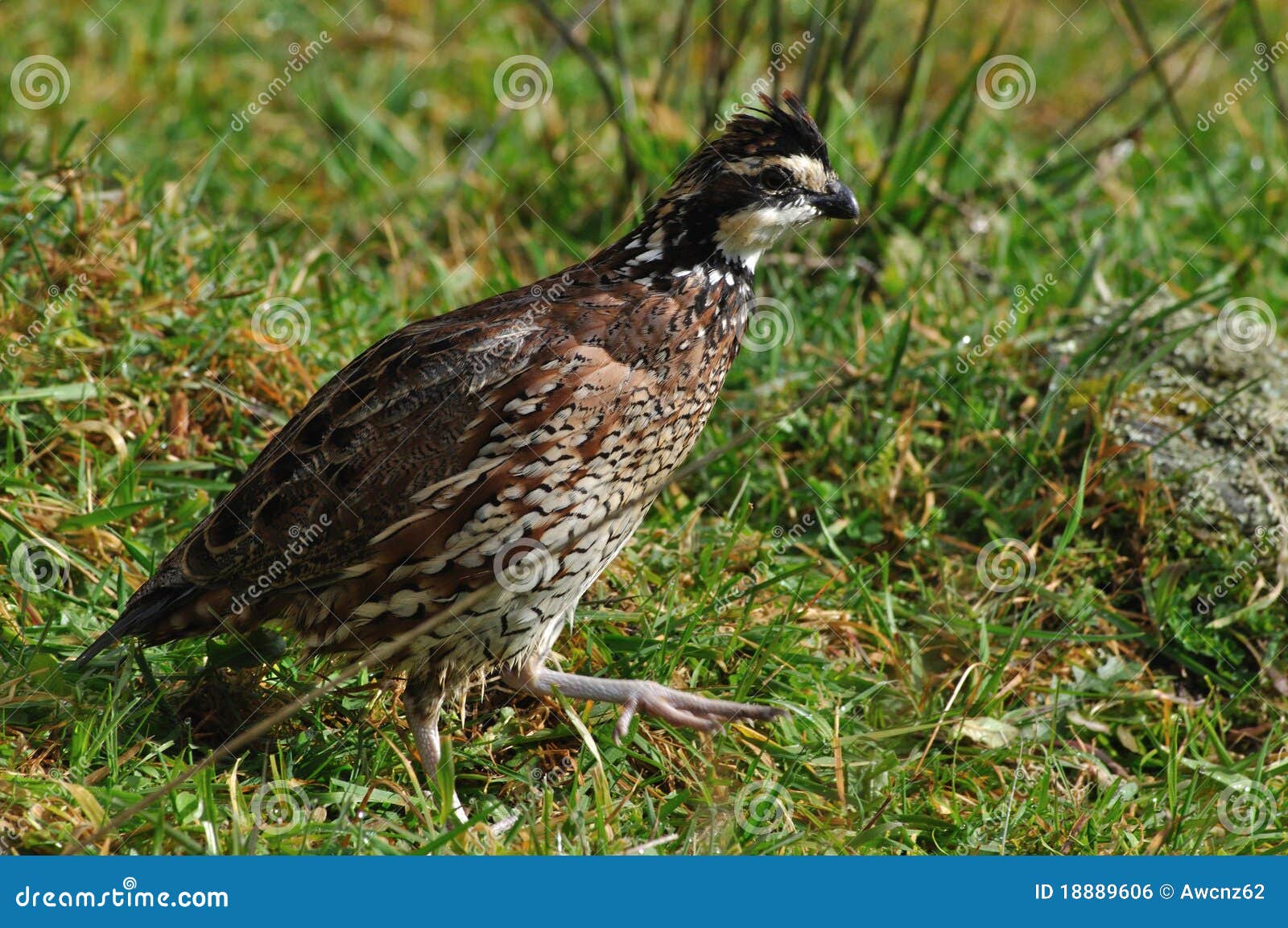 Codornices foto de archivo. Imagen de maleza, arbusto - 18889606