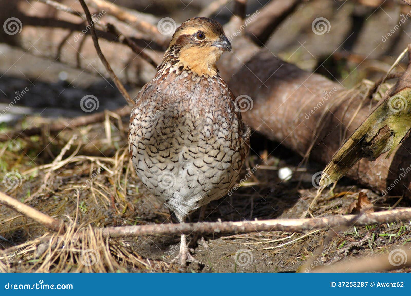 Codornices imagen de archivo. Imagen de virginia, afuera - 37253287