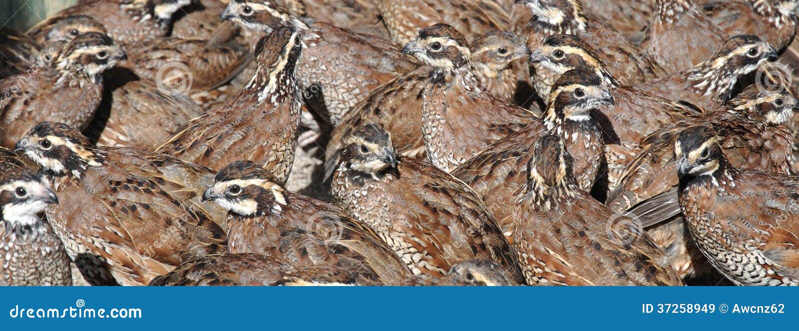 Codornices imagen de archivo. Imagen de poultry, joven - 37258949