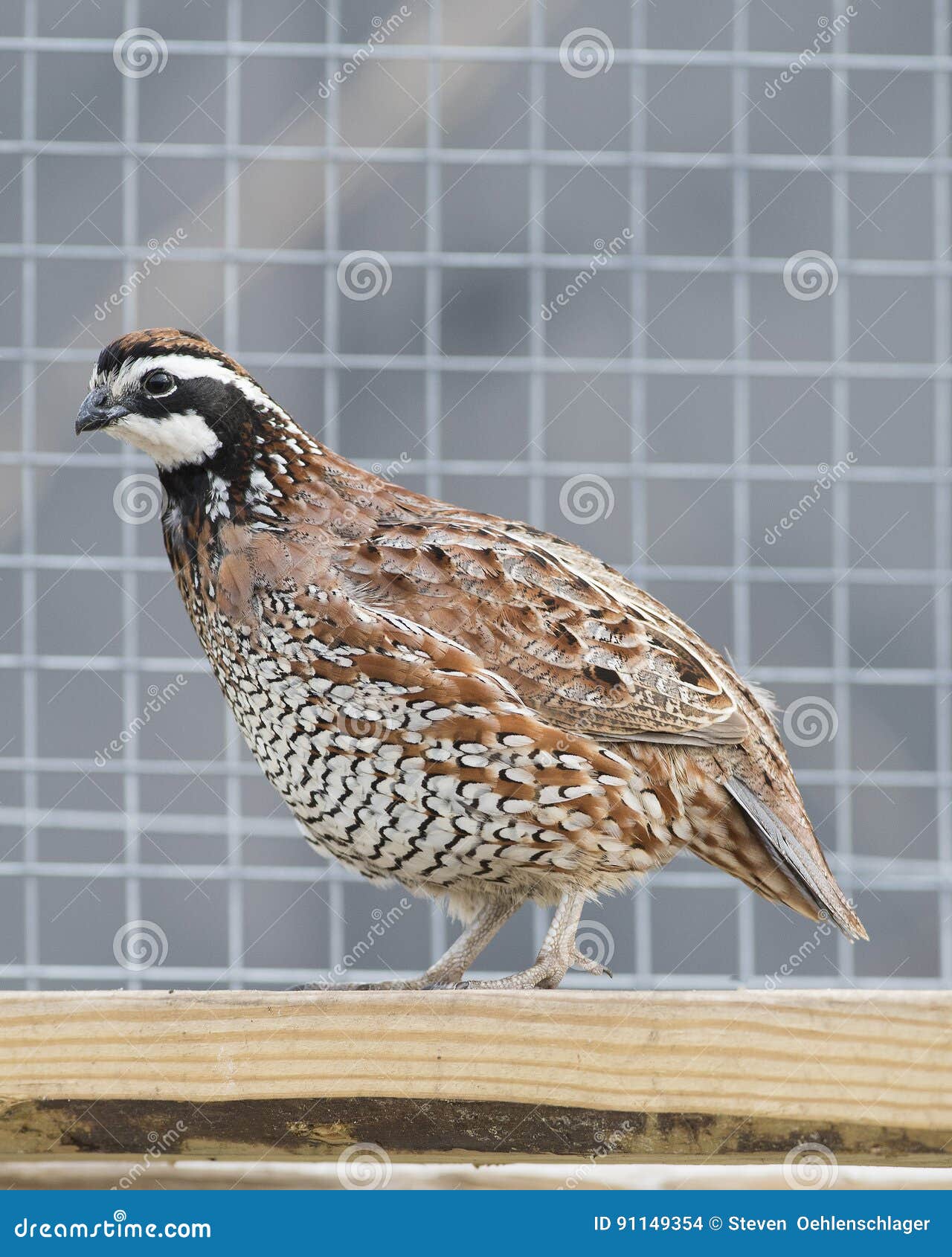 Codornices foto de archivo. Imagen de pluma, cautiverio - 91149354