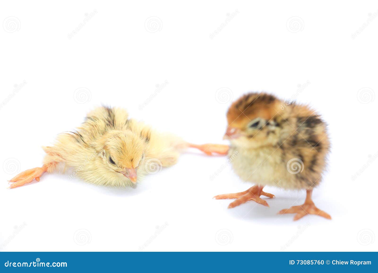 Codornices Amarillas Y Marrones Del Bebé Foto de archivo - Imagen de ...