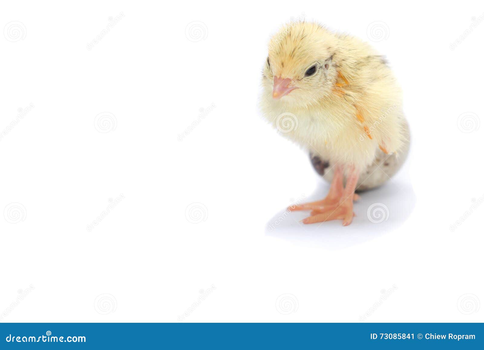 Codornices Amarillas Y Marrones Del Bebé Imagen de archivo - Imagen de ...
