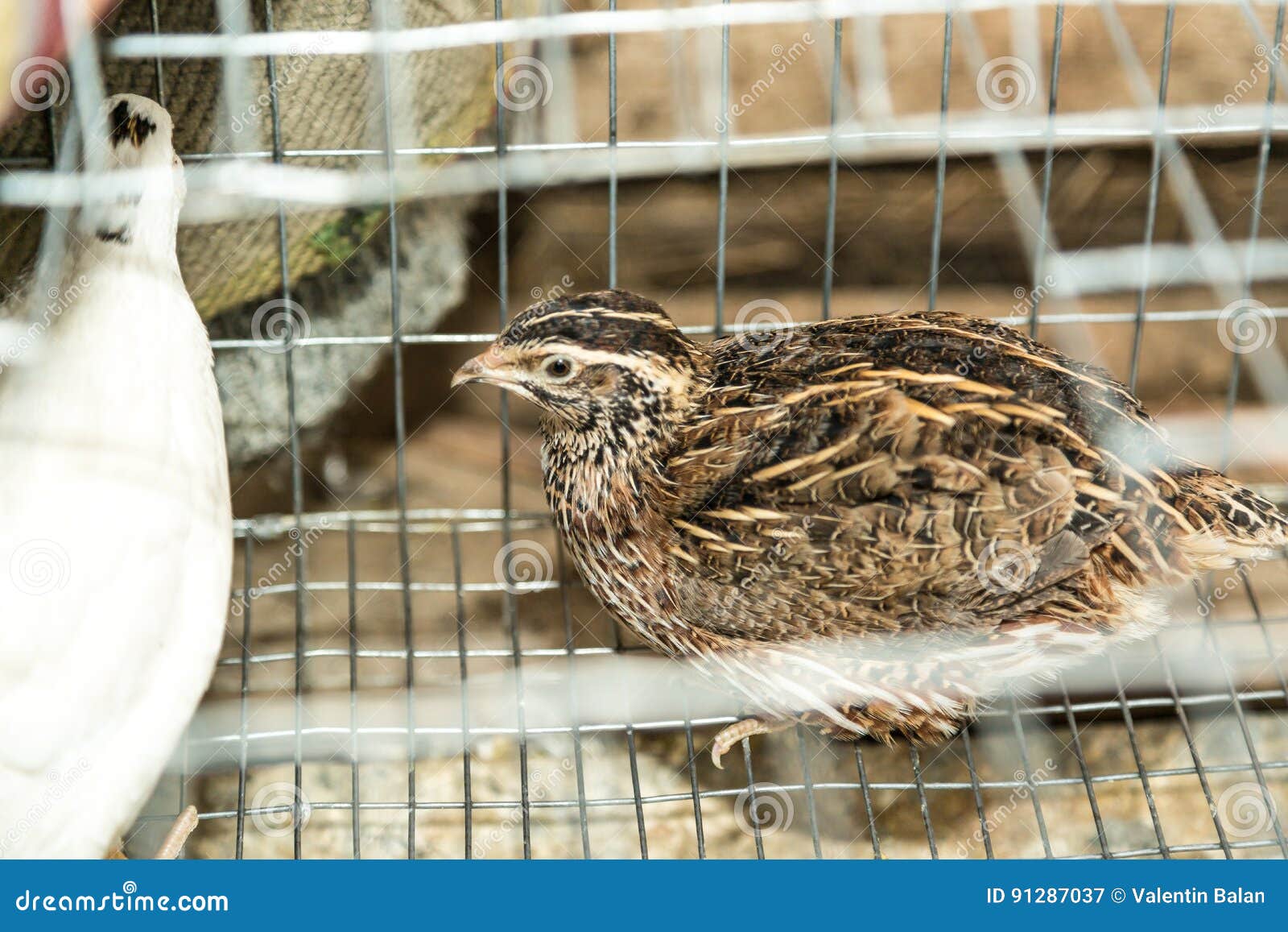 Codornices comunes imagen de archivo. Imagen de fondo - 91287037
