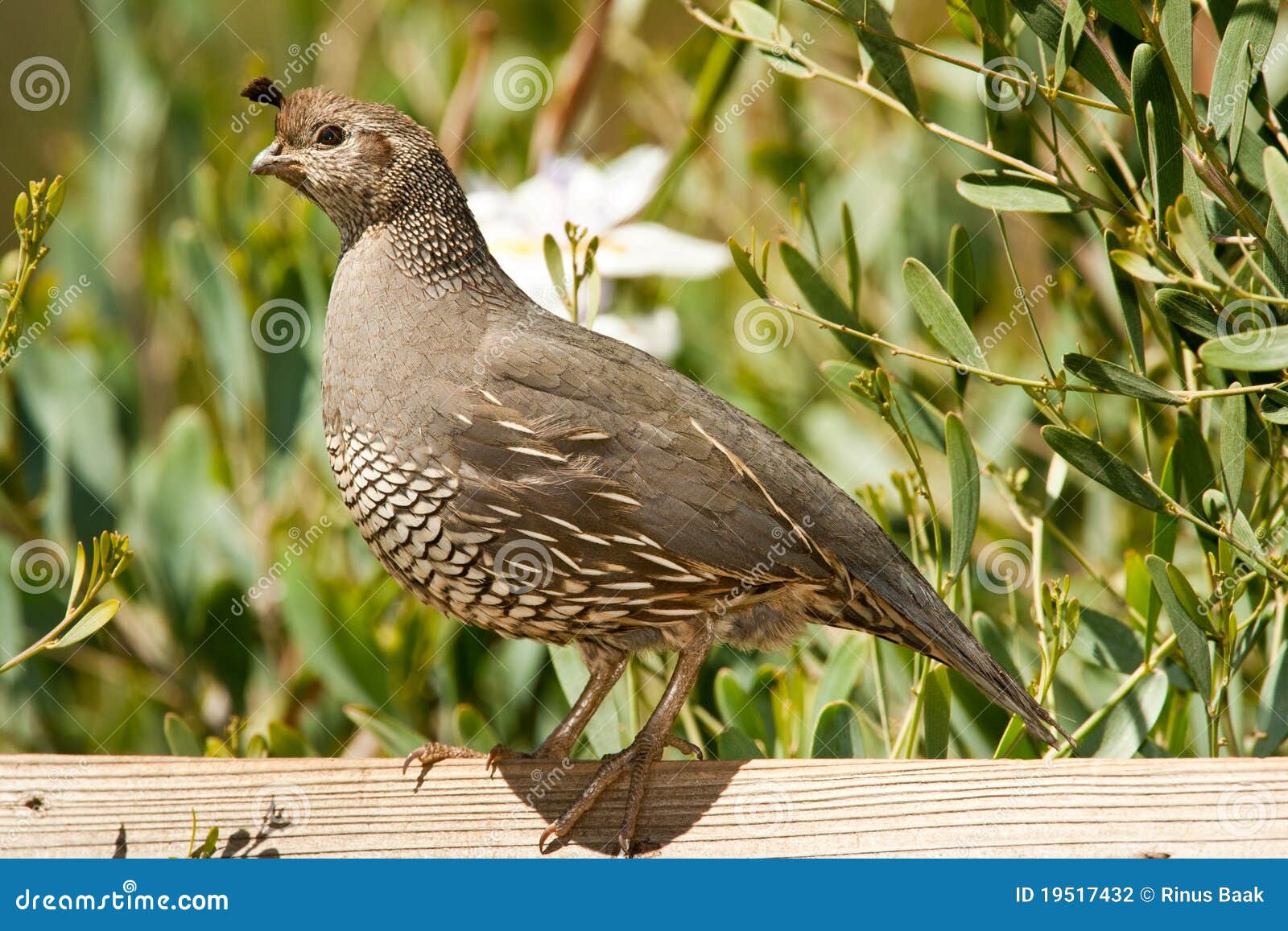 Codornices de California foto de archivo. Imagen de atento - 19517432