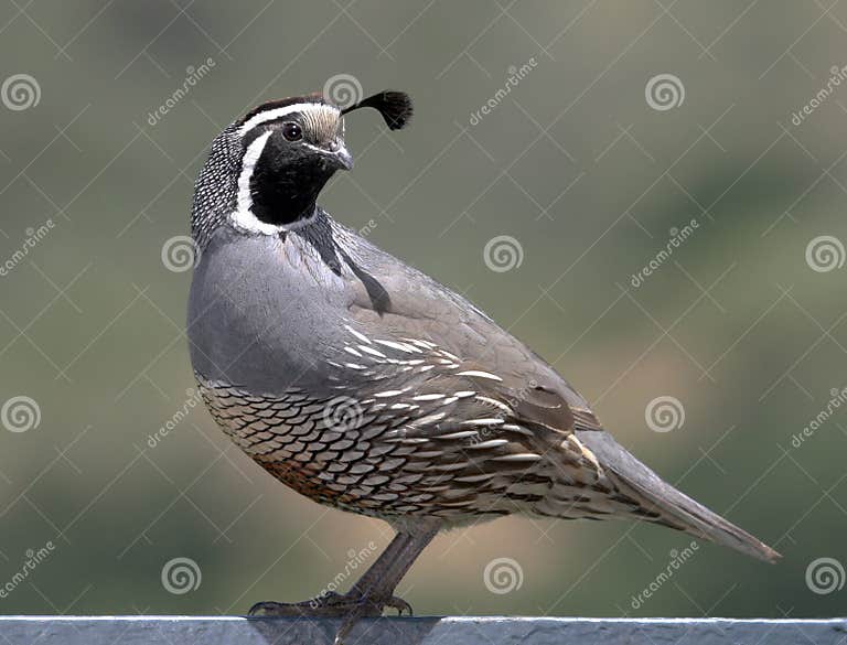 Codornices de California imagen de archivo. Imagen de formato - 4795969