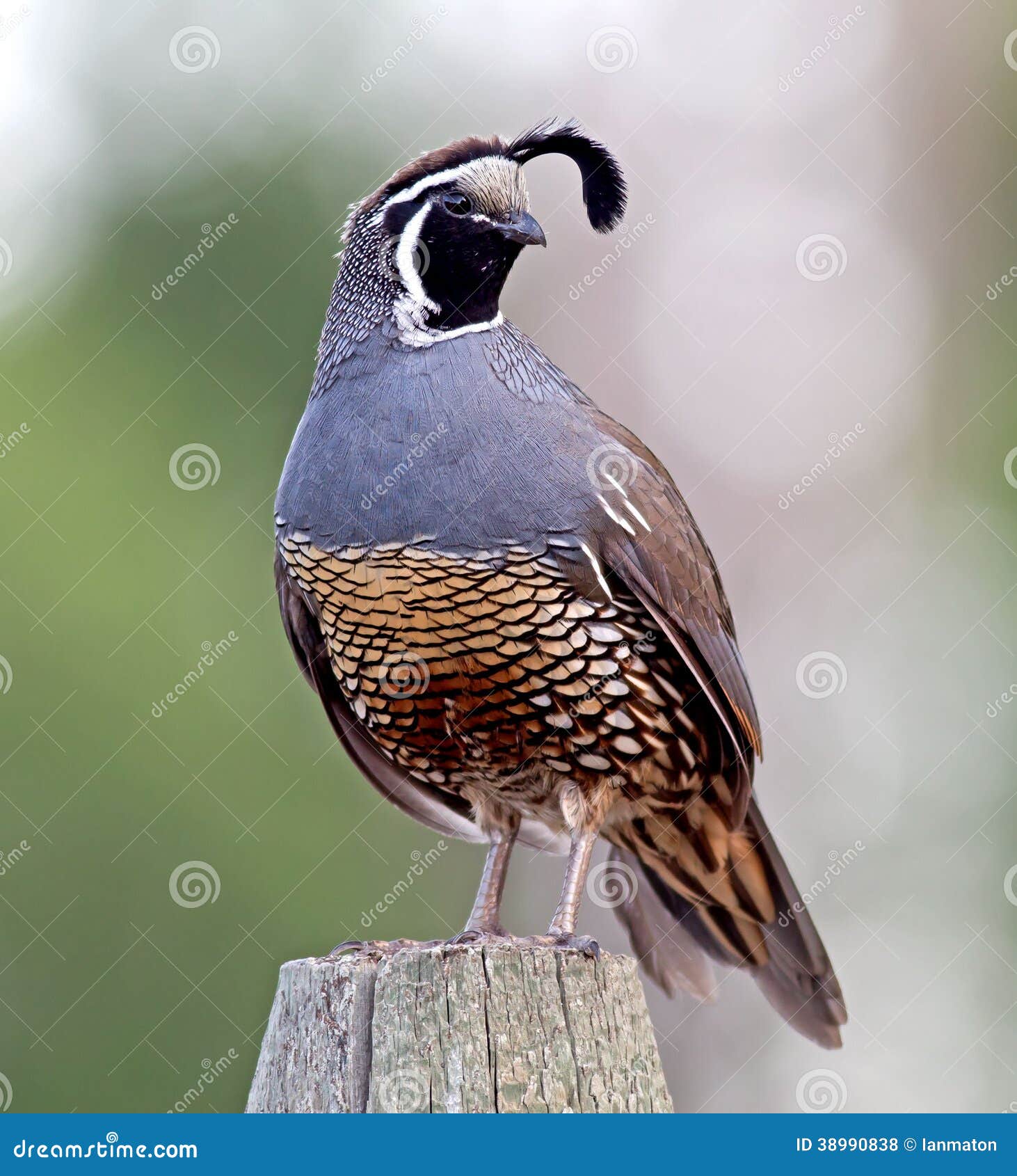 Codornices De California - Varón Foto de archivo - Imagen de salvaje ...