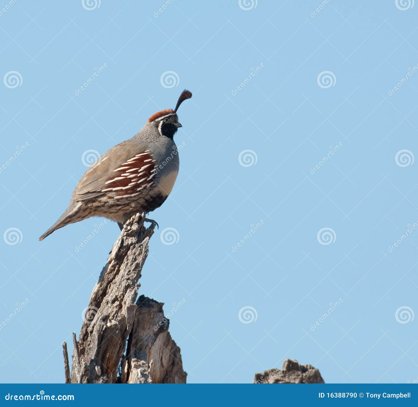 Codornices De Gambel Que Se Colocan En El Claro Foto de archivo ...