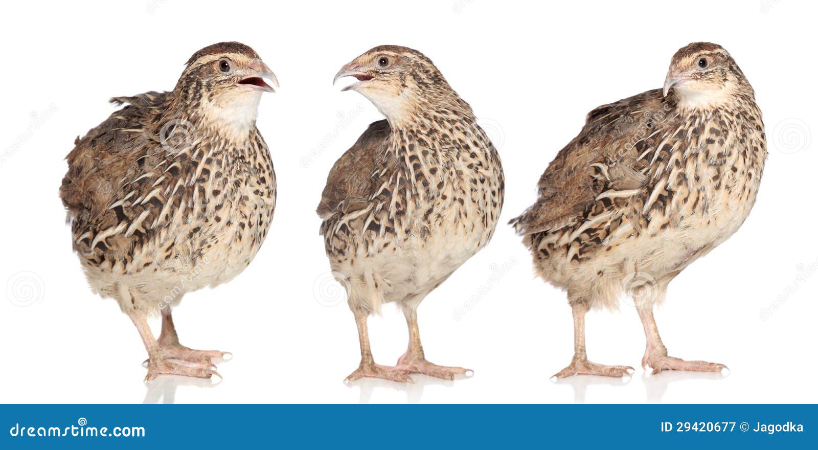 Codornices De Los Jóvenes Del árbol Imagen de archivo - Imagen de aves ...