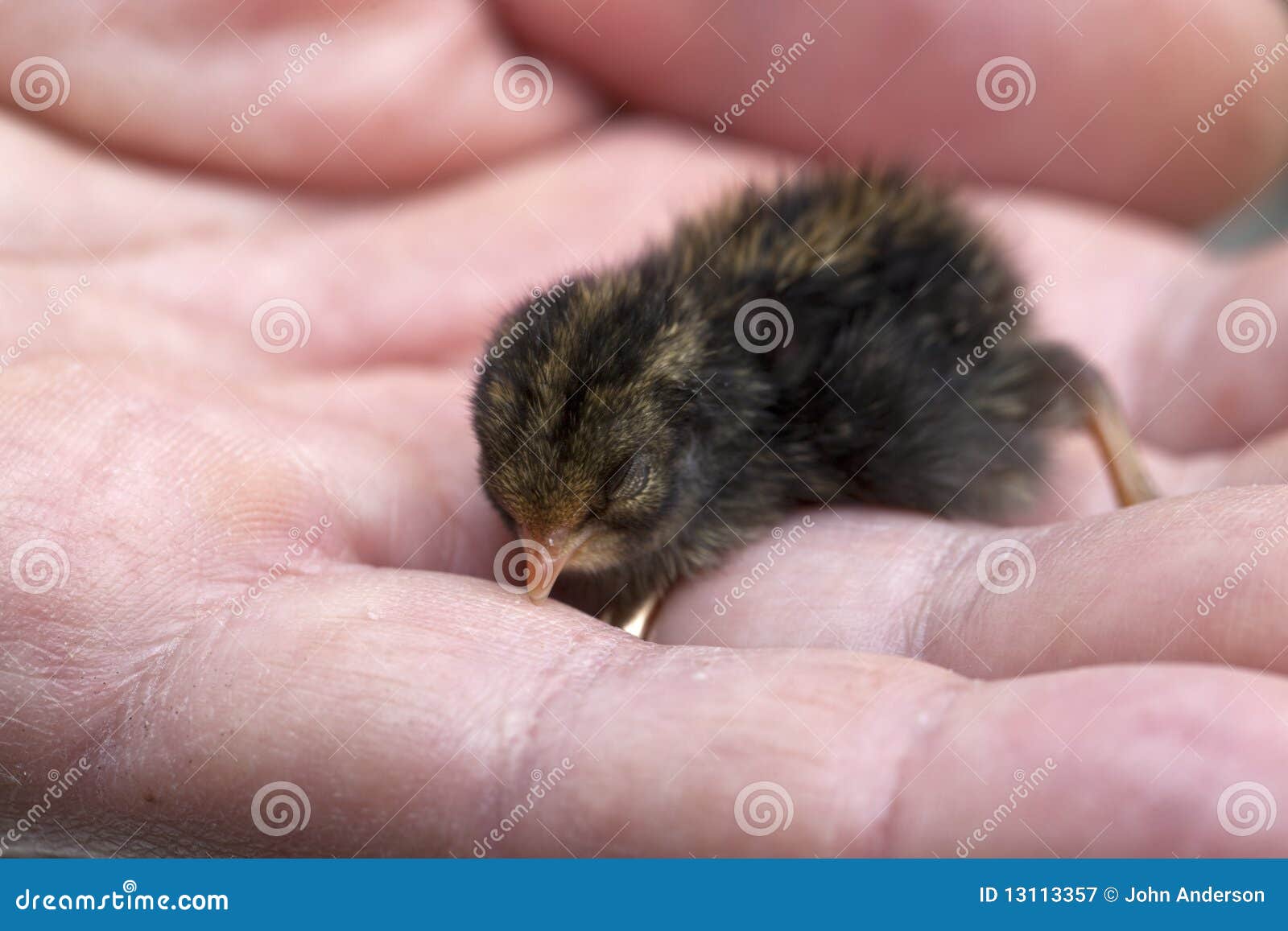 Codornices del bebé imagen de archivo. Imagen de llevado - 13113357