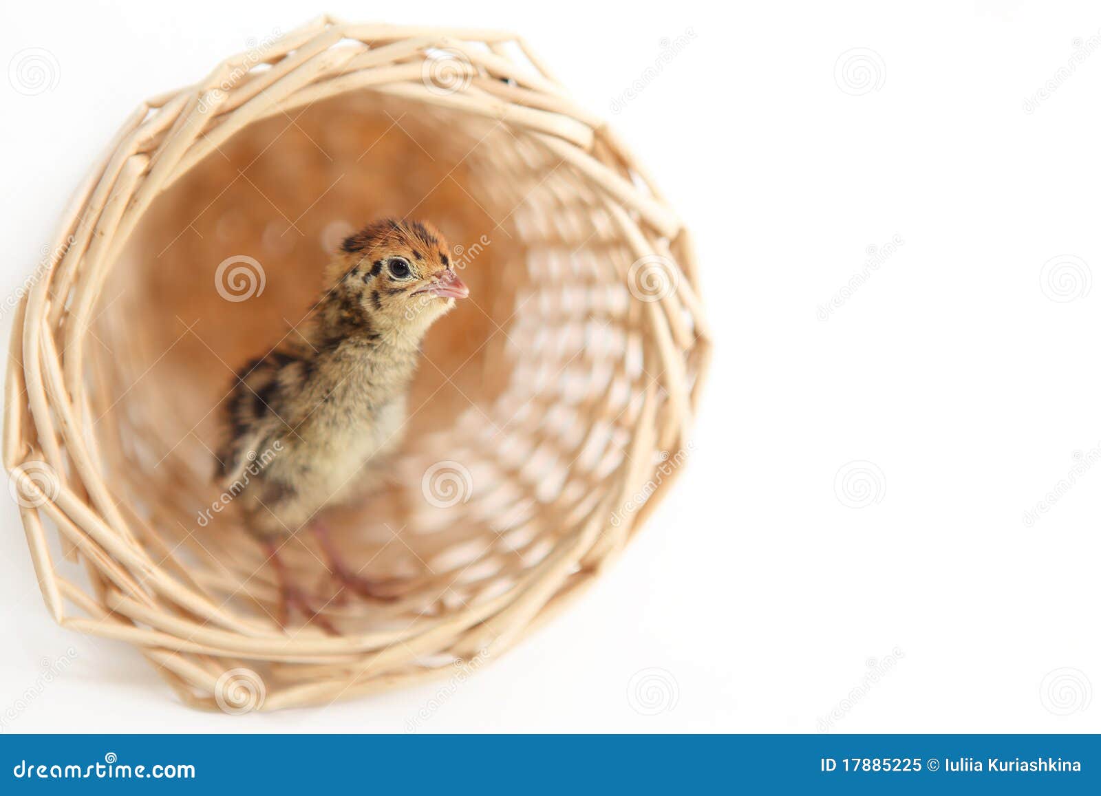 Codornices del bebé imagen de archivo. Imagen de belleza - 17885225