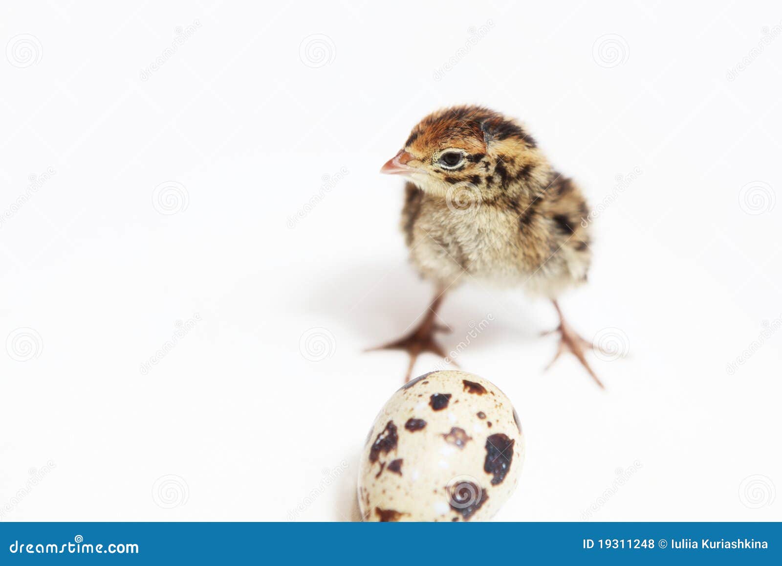 Codornices del bebé foto de archivo. Imagen de semana - 19311248