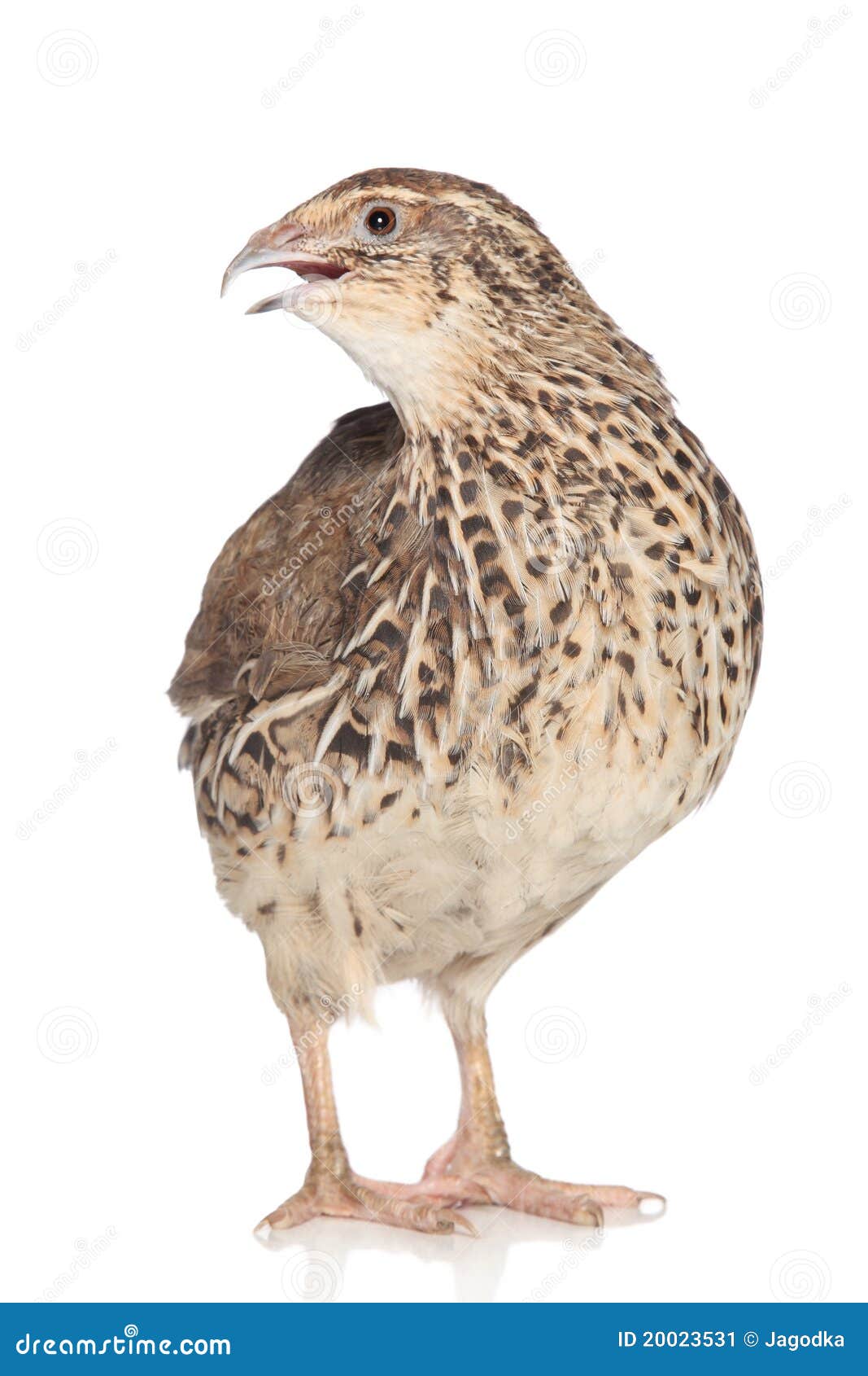 Codornices En Un Fondo Blanco Imagen de archivo - Imagen de hembra ...