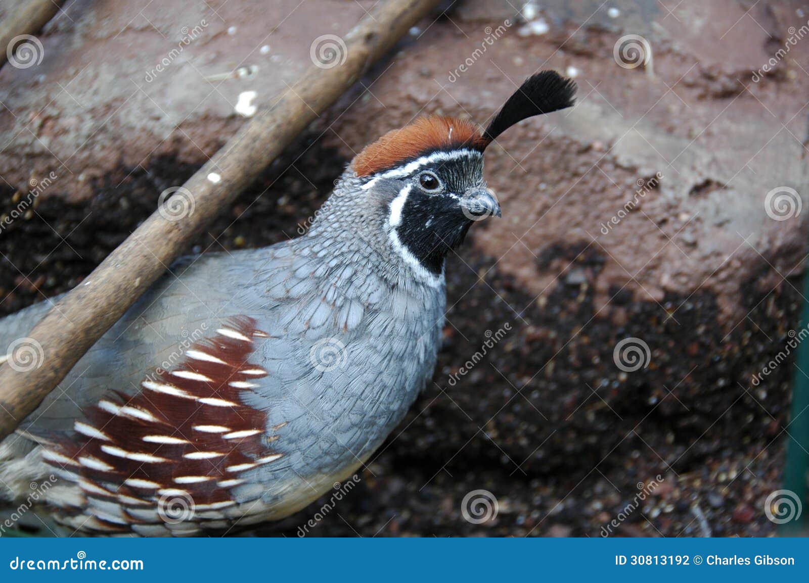 Codornices (GEN; Coturnix) foto de archivo. Imagen de aviar - 30813192