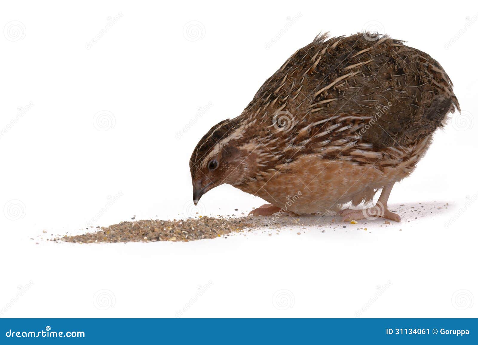 Codornices japonesas imagen de archivo. Imagen de poultry - 31134061