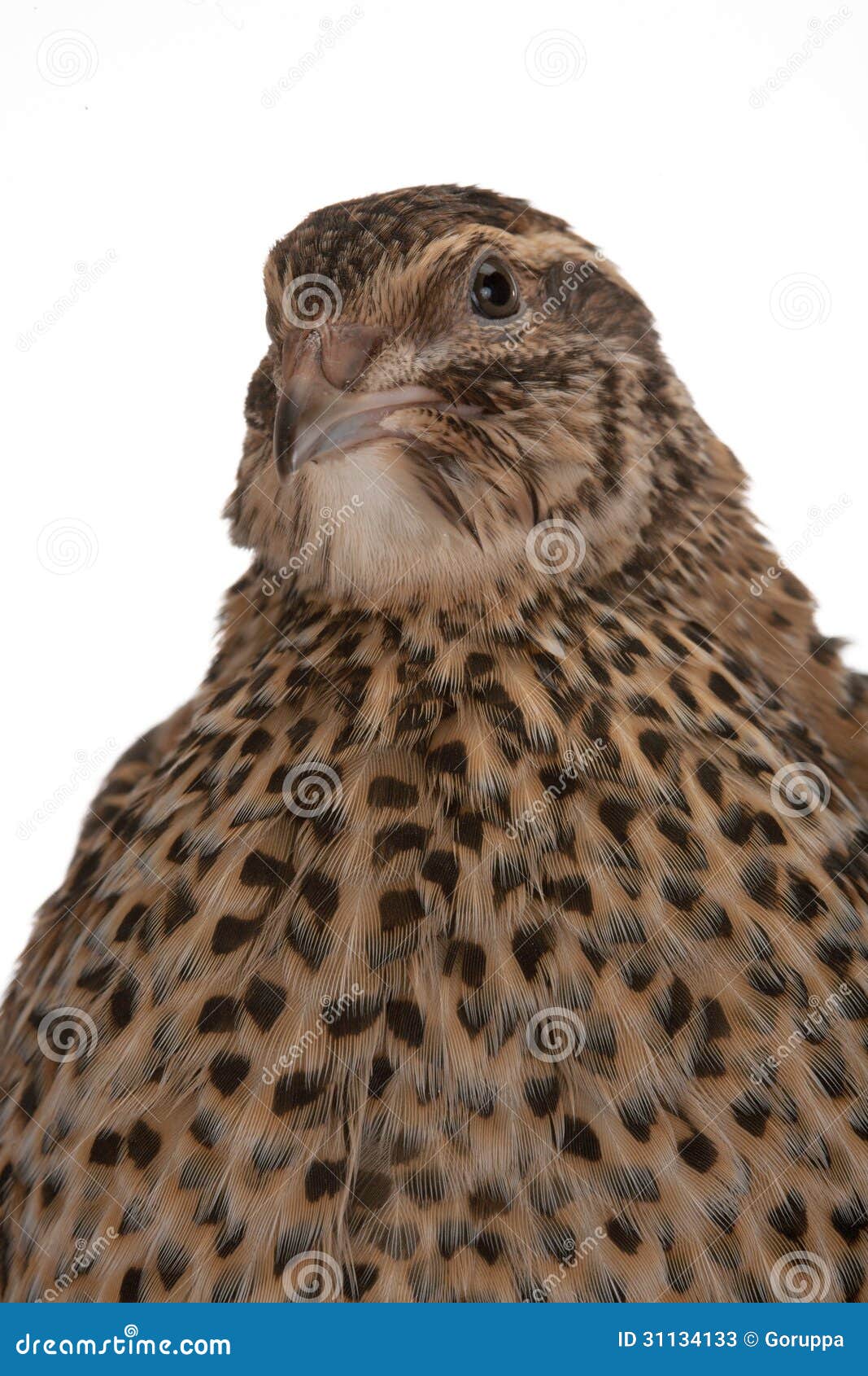 Codornices japonesas imagen de archivo. Imagen de industria - 31134133