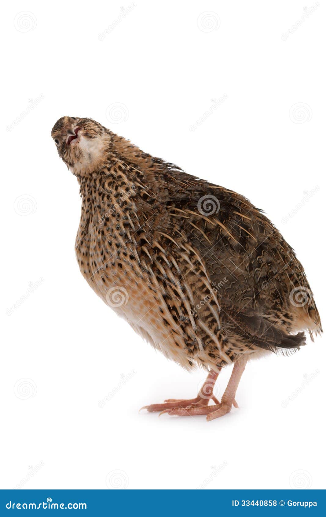 Codornices japonesas foto de archivo. Imagen de aislado - 33440858