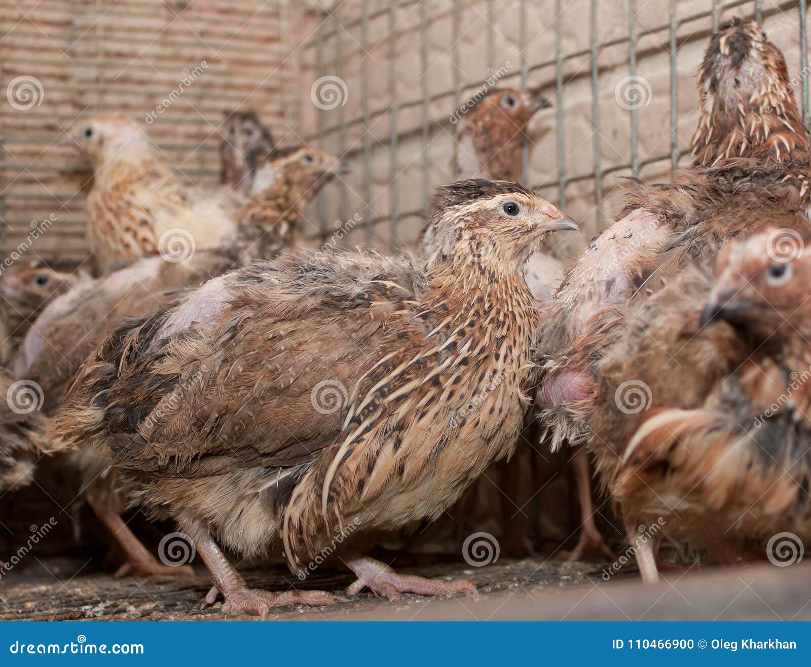 Codornices Japonesas En La Granja Foto de archivo - Imagen de criatura ...
