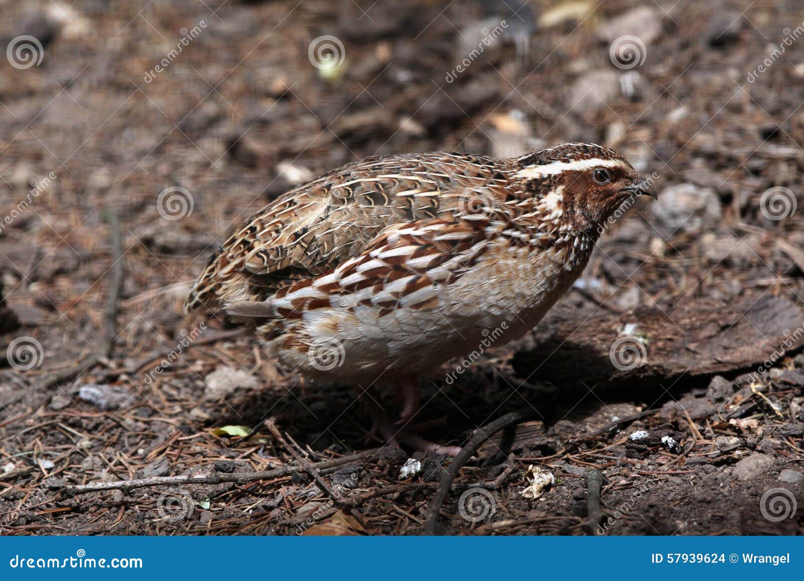 Codornices Japonesas (japonica Del Coturnix) Foto de archivo - Imagen ...