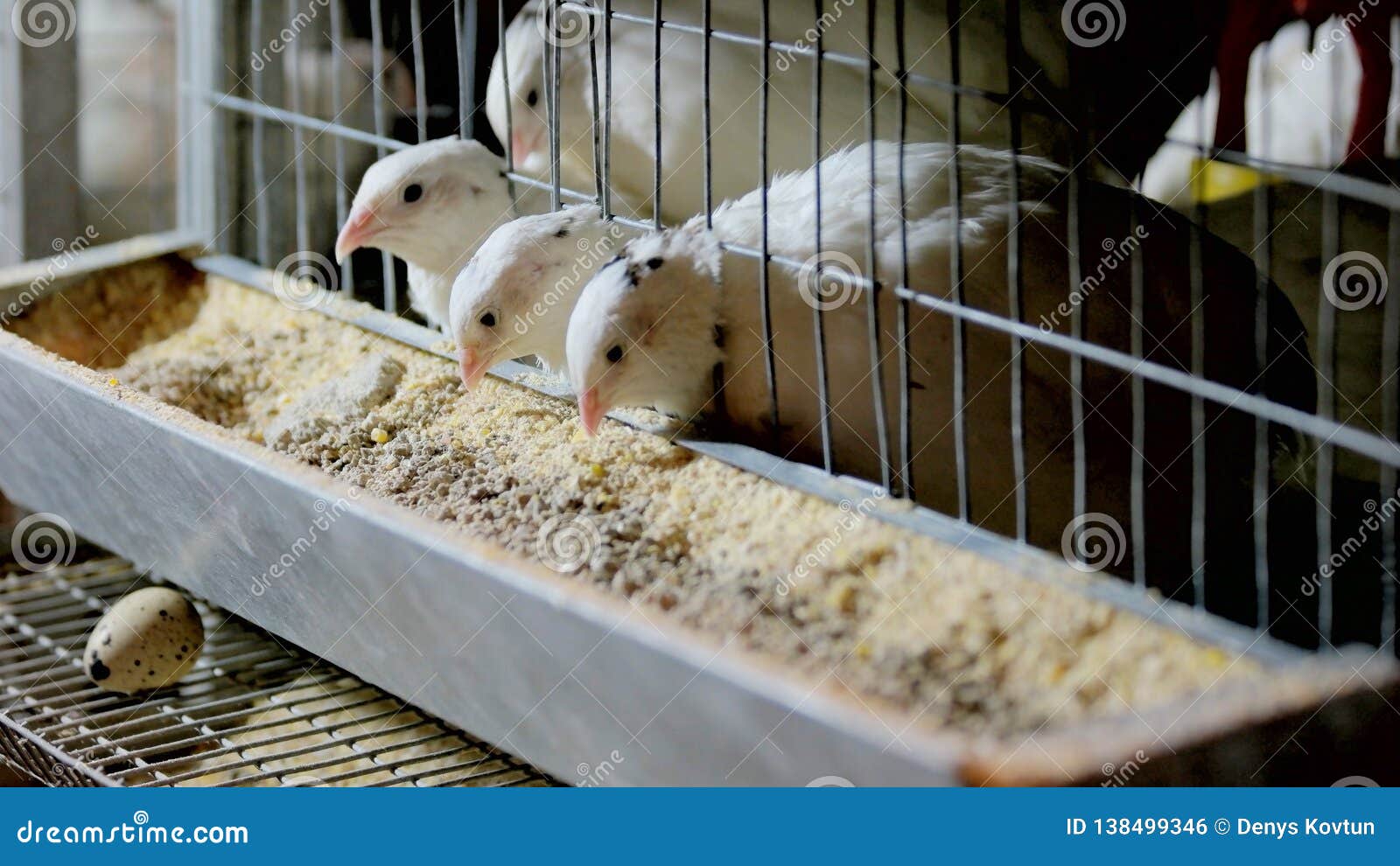 Codornices Jovenes Que Comen En Una Jaula En Una Granja Foto de archivo ...