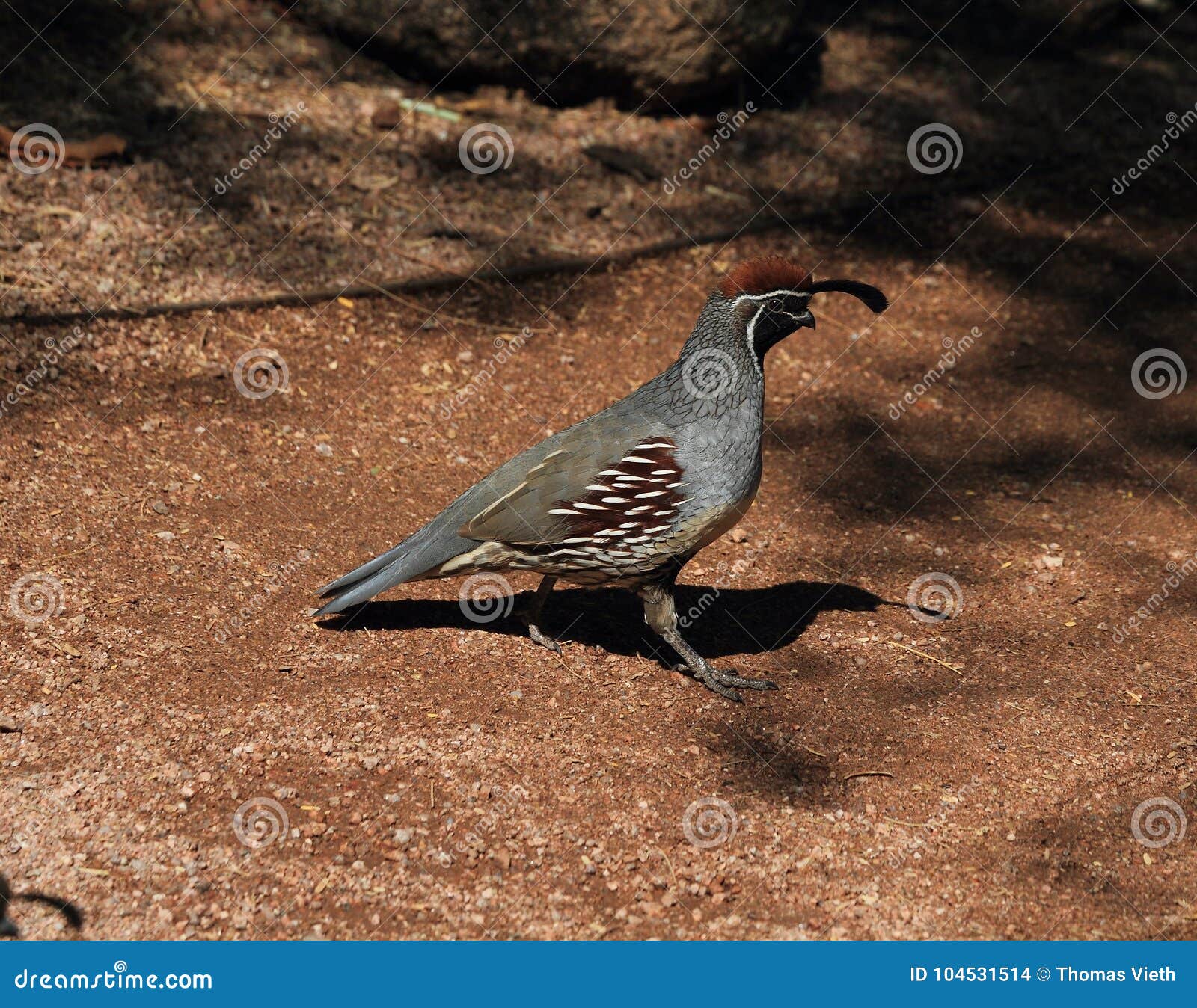 Codornices Masculinas Del ` S De Gambel Del Sudoeste Del Desierto Foto ...