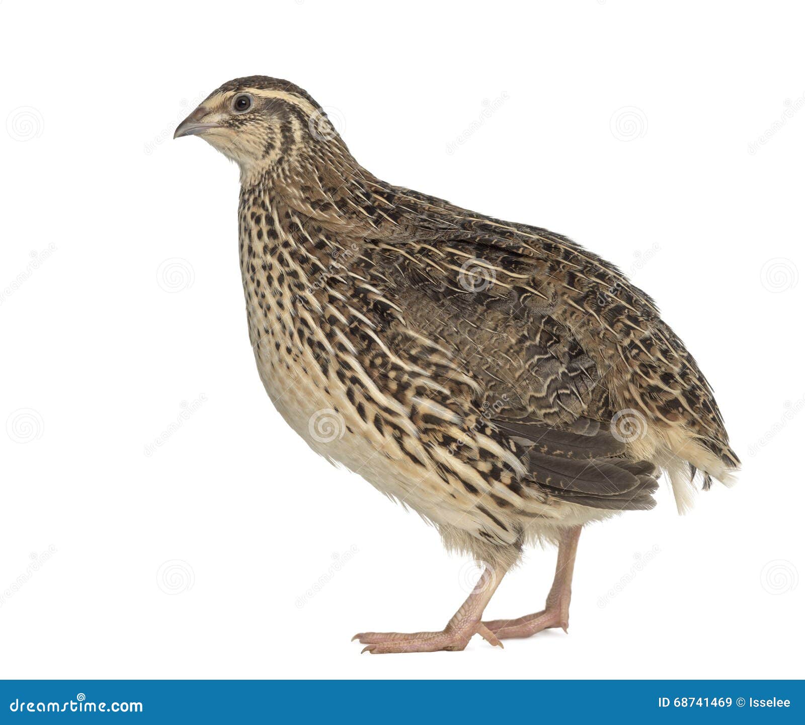 Codornices Salvajes Japonesas Aisladas En Blanco Imagen de archivo ...