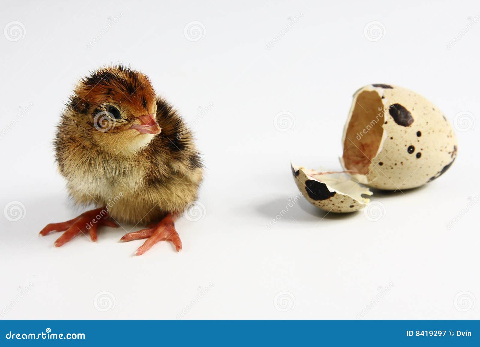 Codornices Y Huevo Del Pollo Imagen de archivo - Imagen de vida ...