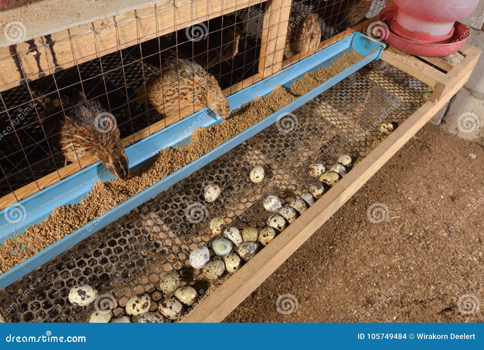 Codornices Y Huevos En Una Jaula En Una Granja Foto de archivo - Imagen ...