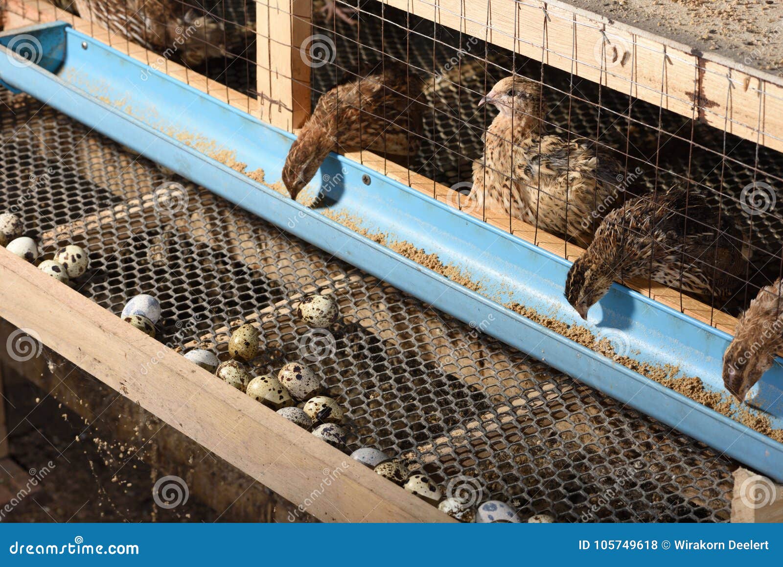 Codornices Y Huevos En Una Jaula En Una Granja Foto de archivo - Imagen ...