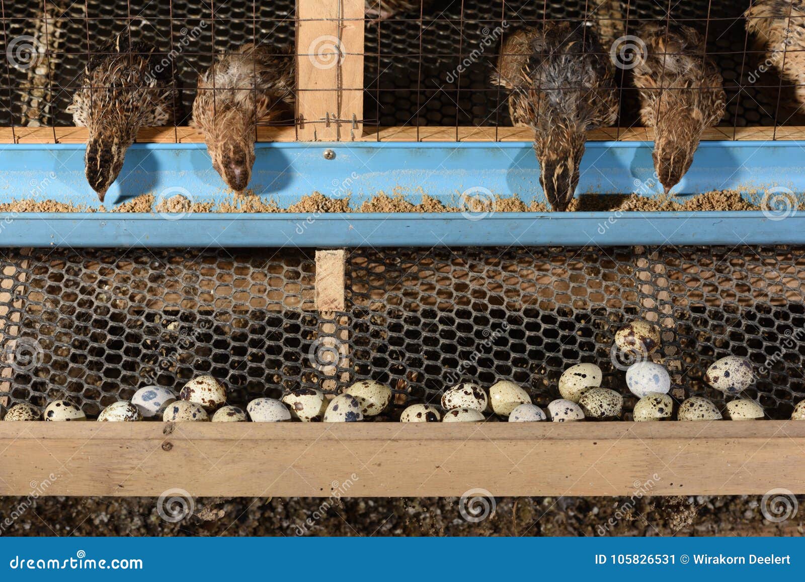 Codornices Y Huevos En Una Jaula En Una Granja Imagen de archivo ...