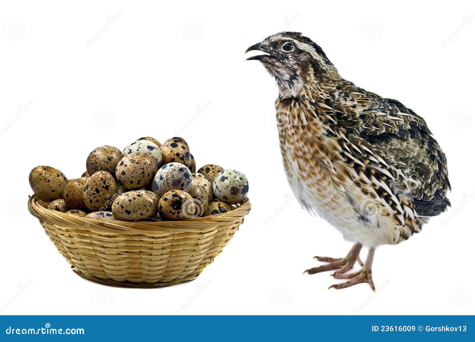 Codornices Y Sus Huevos Fotos De Stock - Download 267 Fotos Libres de ...