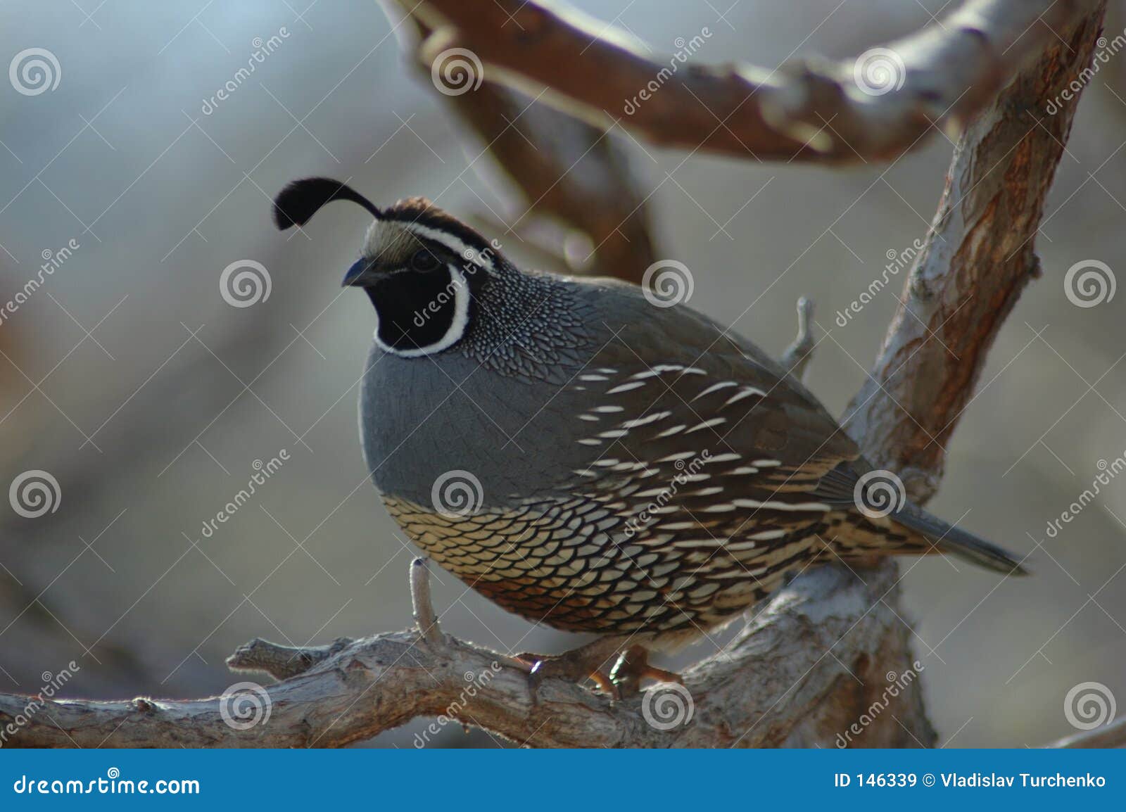 Codorniz imagem de stock. Imagem de jogo, floresta, selvagem - 146339