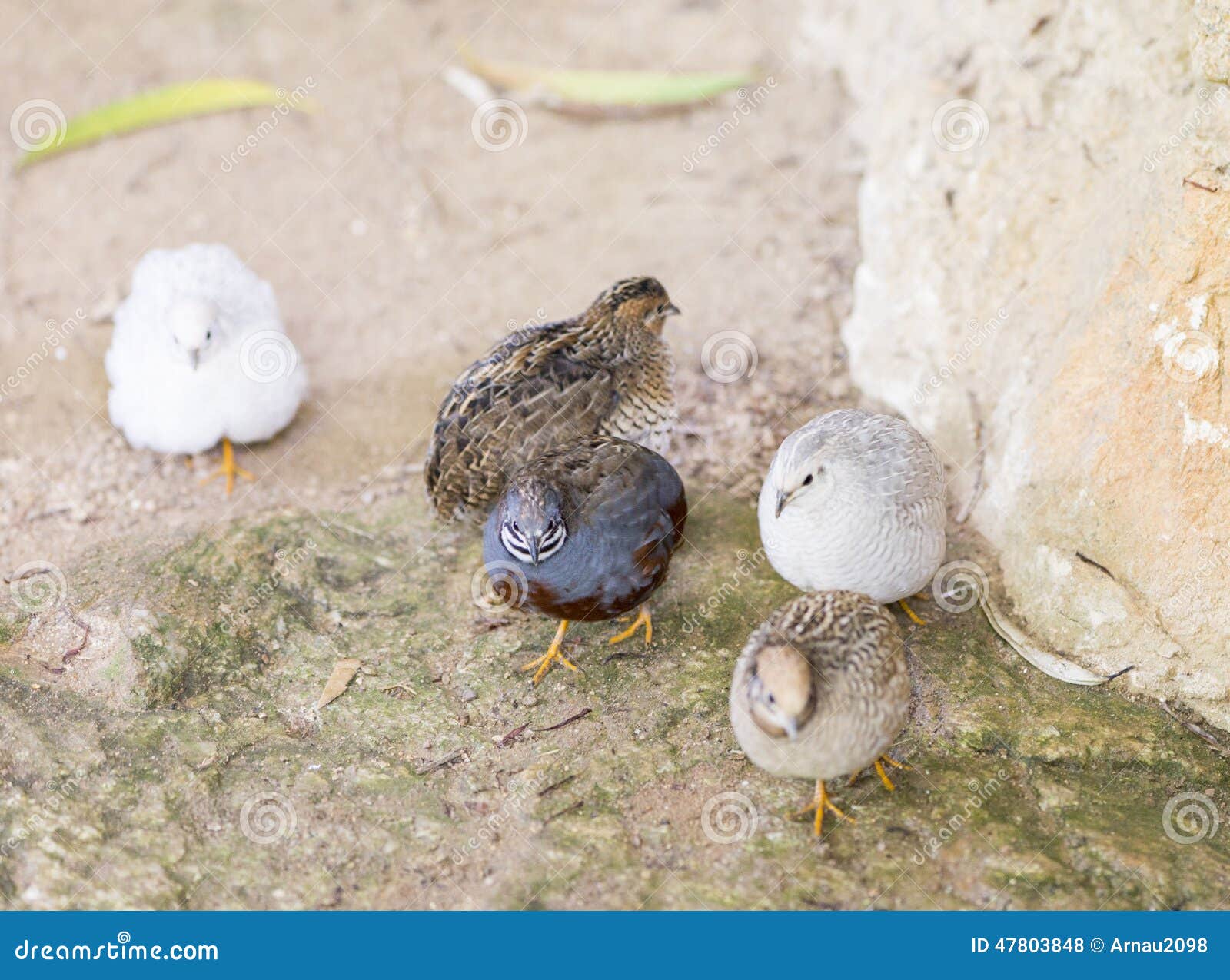 Codorniz Chinesas, Excalfactoria Chinensis Foto de Stock - Imagem de ...