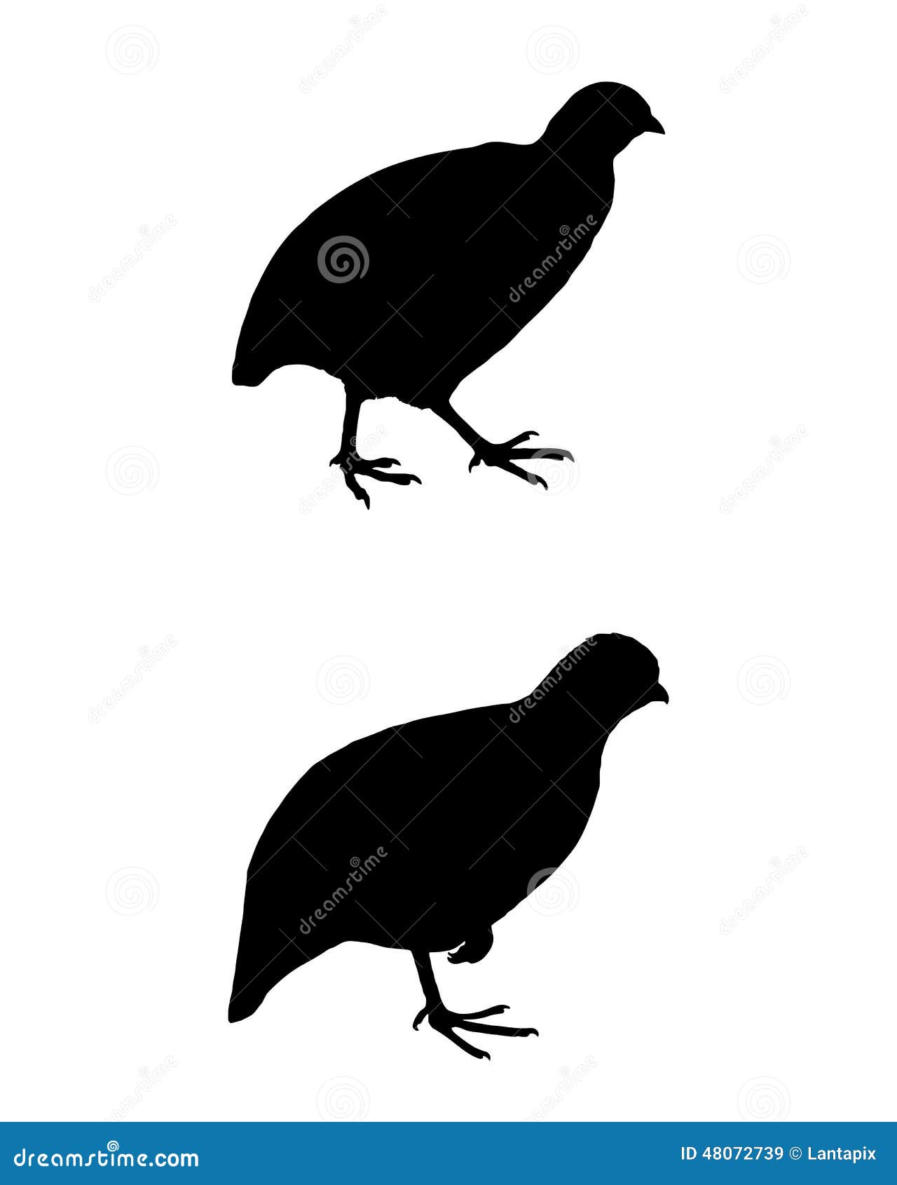 Codorniz comuns ilustração do vetor. Ilustração de galinha - 48072739