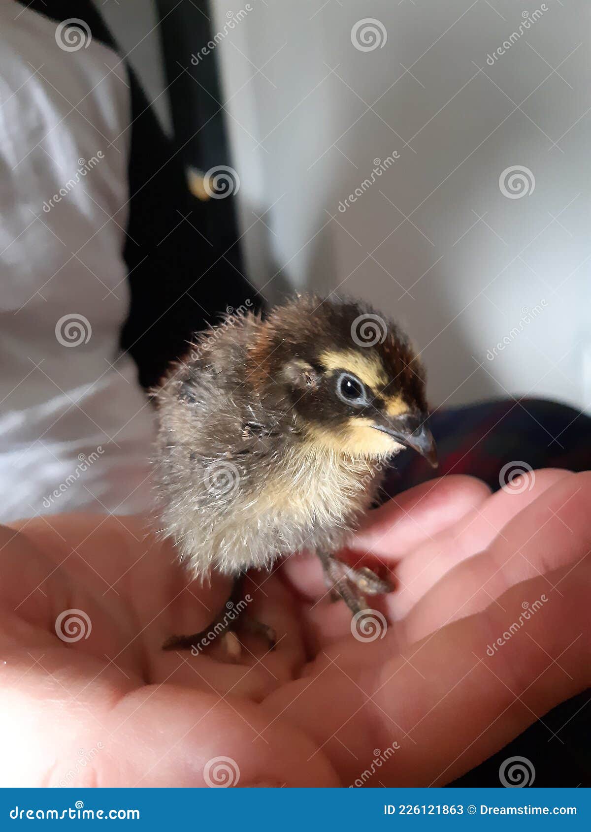 Codorniz de bebé imagen de archivo. Imagen de codornices - 226121863