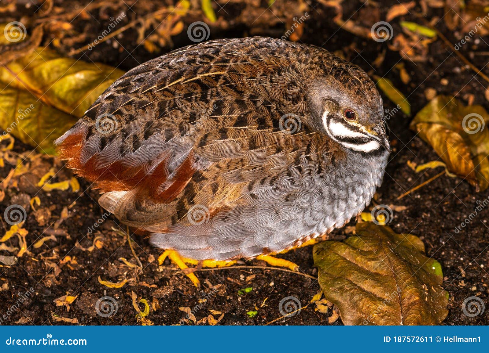 Codorniz de china imagen de archivo. Imagen de primer - 187572611