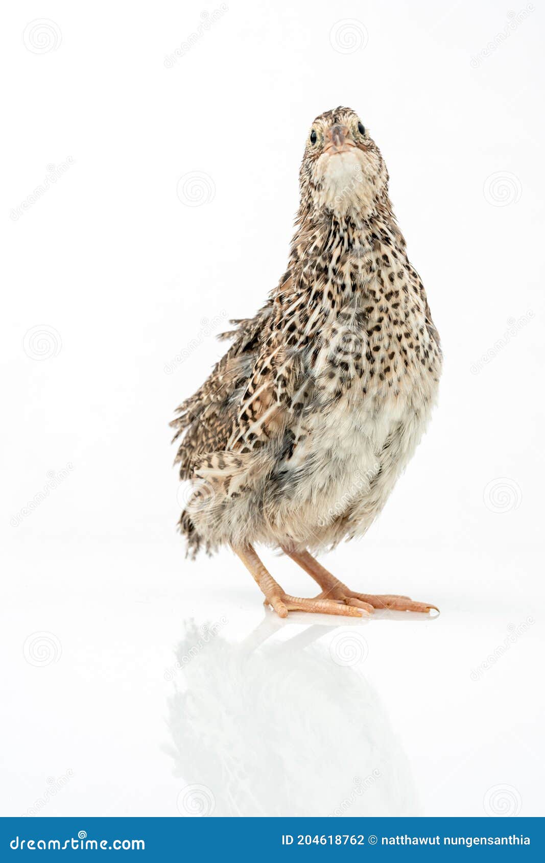 Codorniz Japonesa Aislada Sobre Fondo Blanco Foto de archivo - Imagen ...
