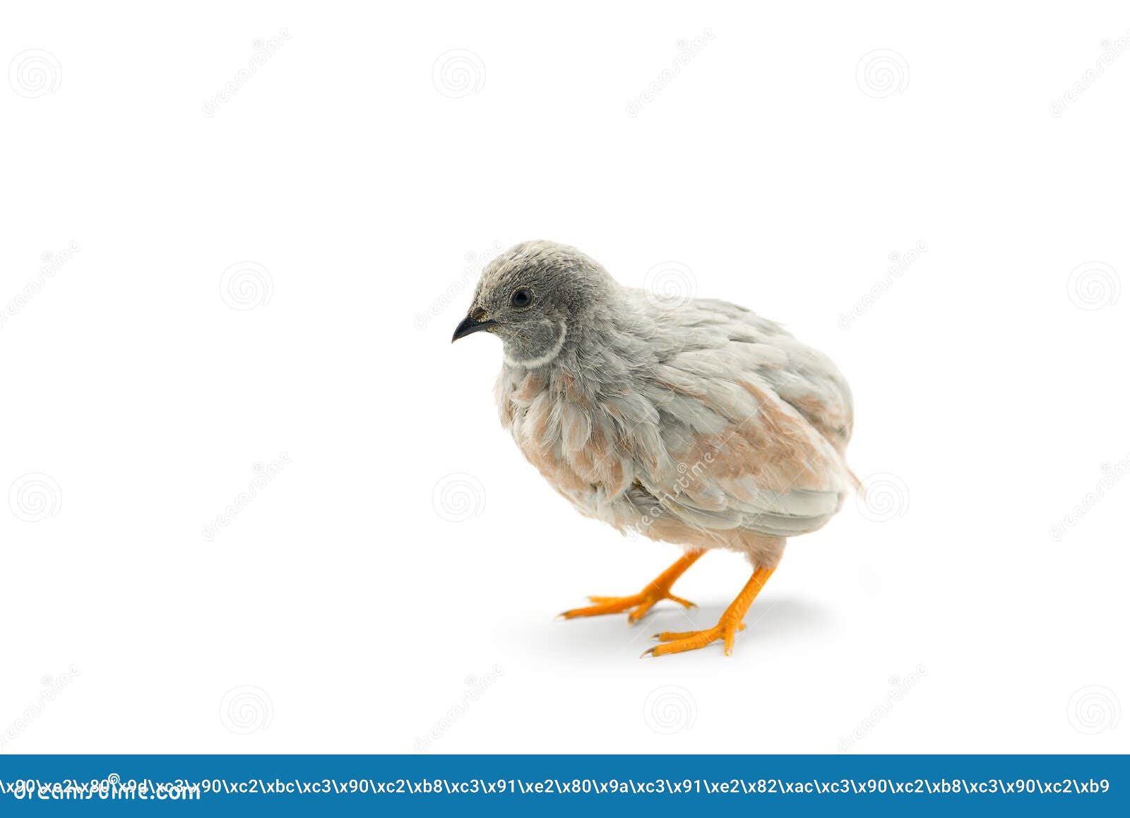 Codorniz Pintada China Aislada En Bacalao Blanco Imagen de archivo ...