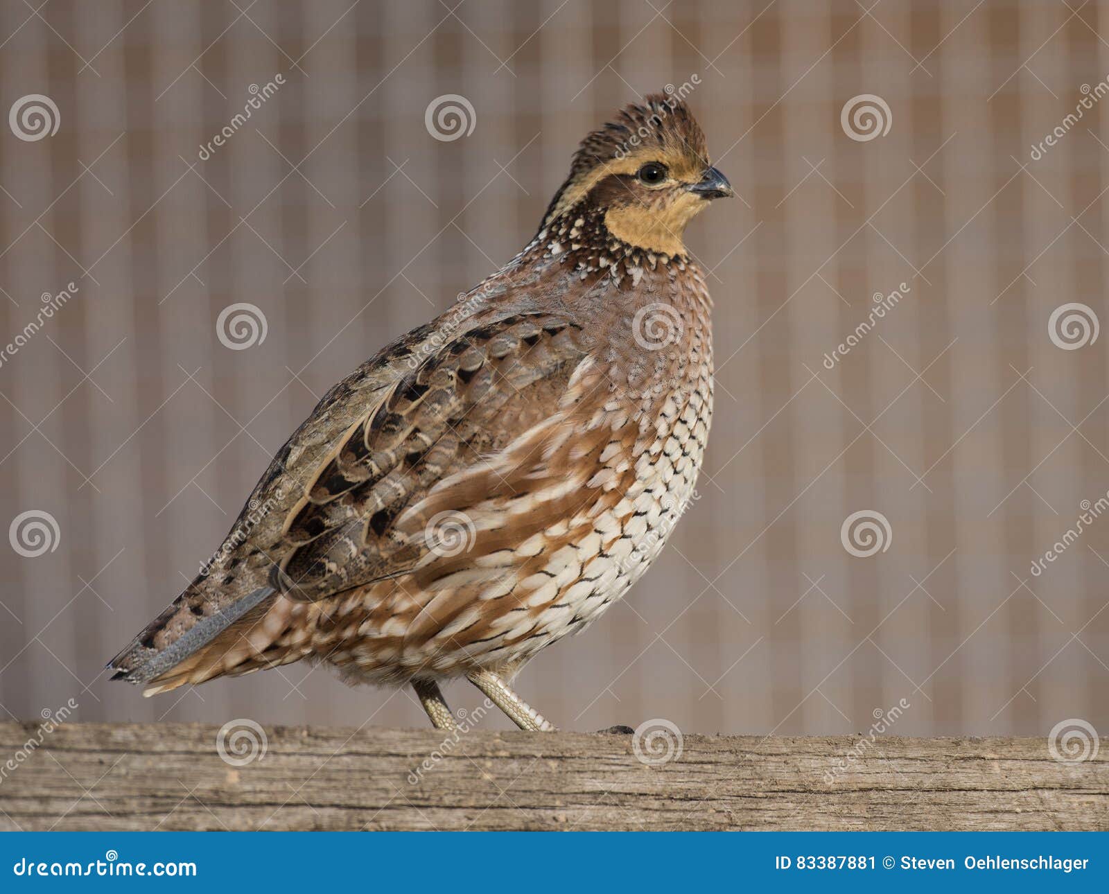 Codorniz Qauil imagen de archivo. Imagen de granja, codorniz - 83387881