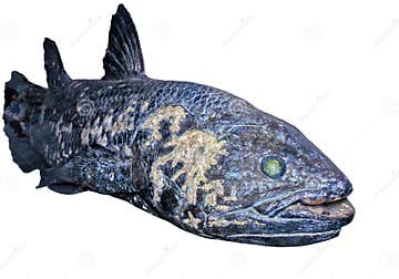 Coelacanth fish stock image. Image of rare, coelacanth - 16622341
