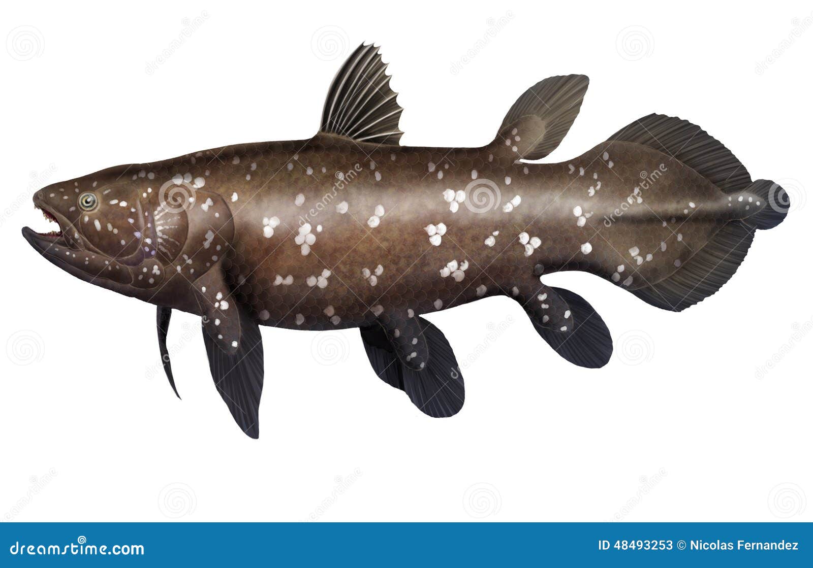 Coelacanth stock illustration. Illustration of fish, scales - 48493253