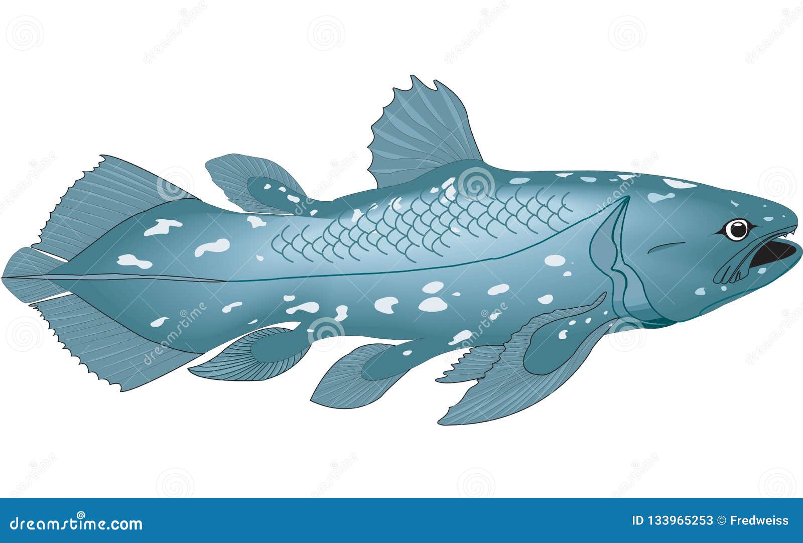 Coelacanth Swimming Illustration Stock Vector - Illustration of ...