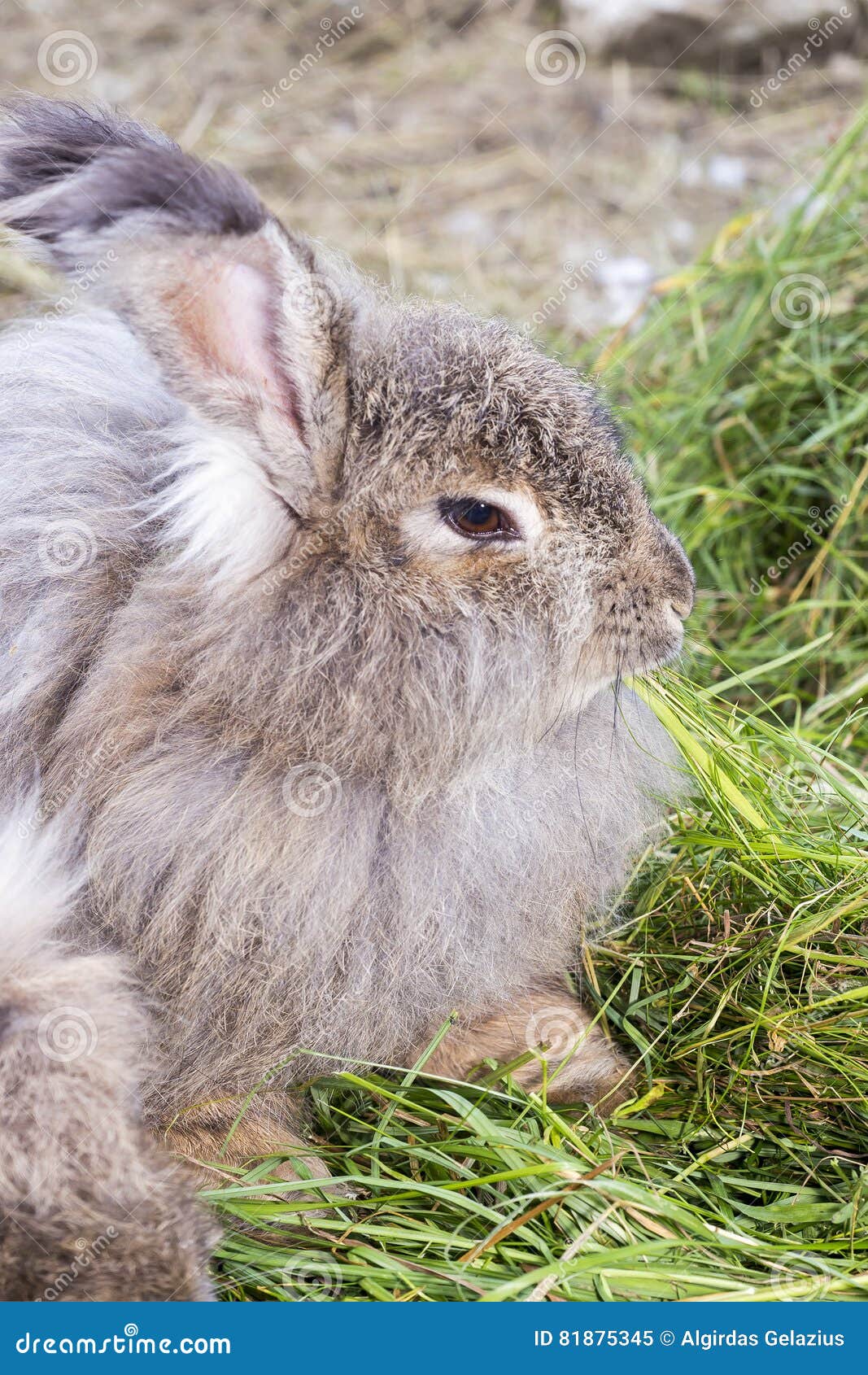 Coelho Do Angora Que Come Uma Grama Imagem de Stock - Imagem de lado ...