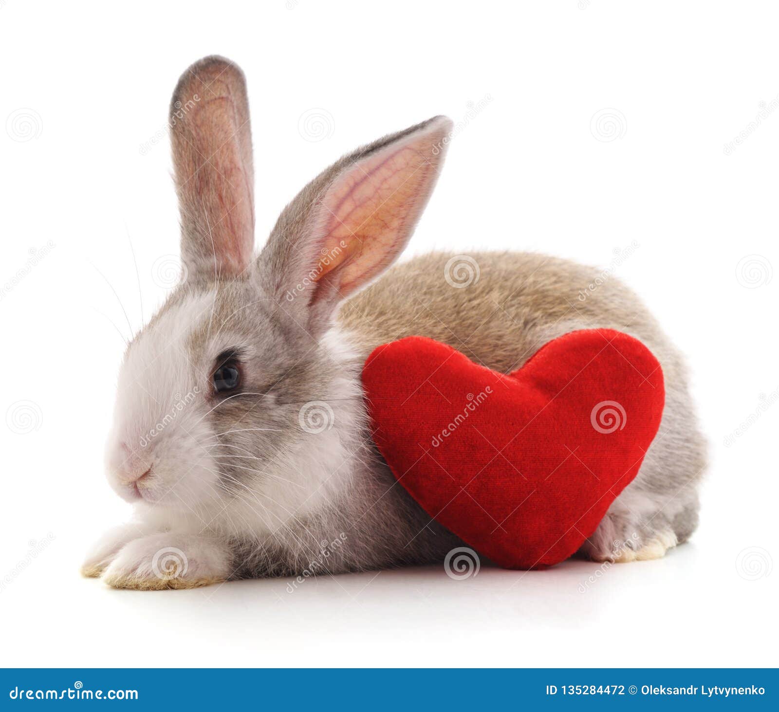 Coelho e coração foto de stock. Imagem de forma, fazenda - 135284472